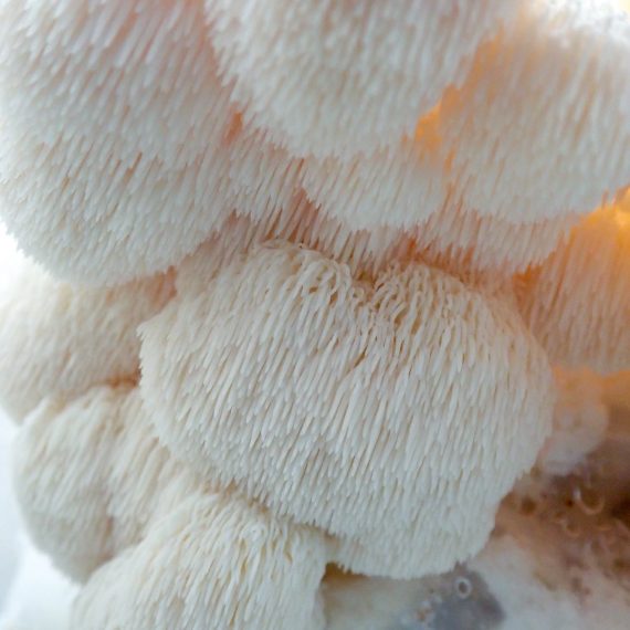 Home - Notsi - Micofinca