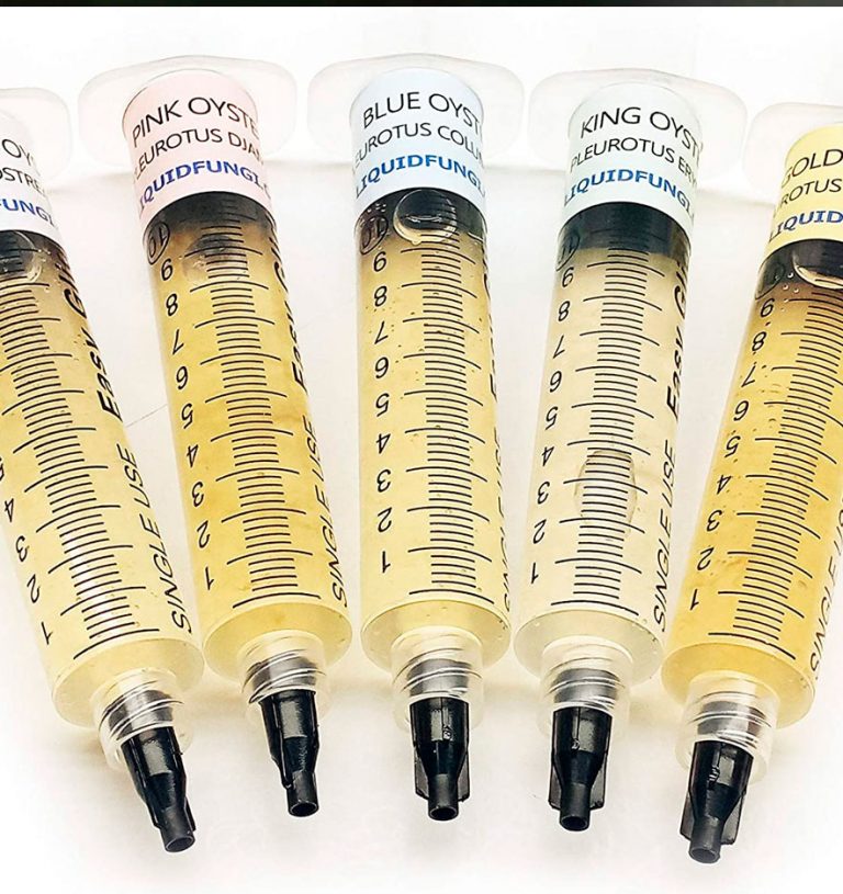 Cepas de Seta Black Pearl (P.eryngii x P.ostreatus ) - Notsi - Micofinca